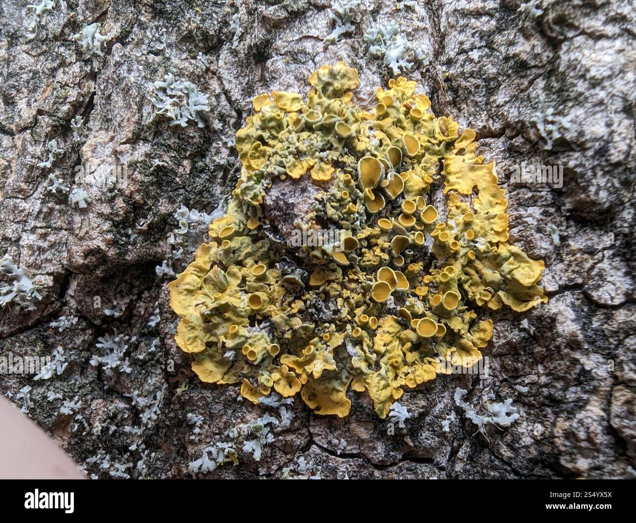 Common Sunburst Lichen (Xanthoria parietina Stock Photo - Alamy