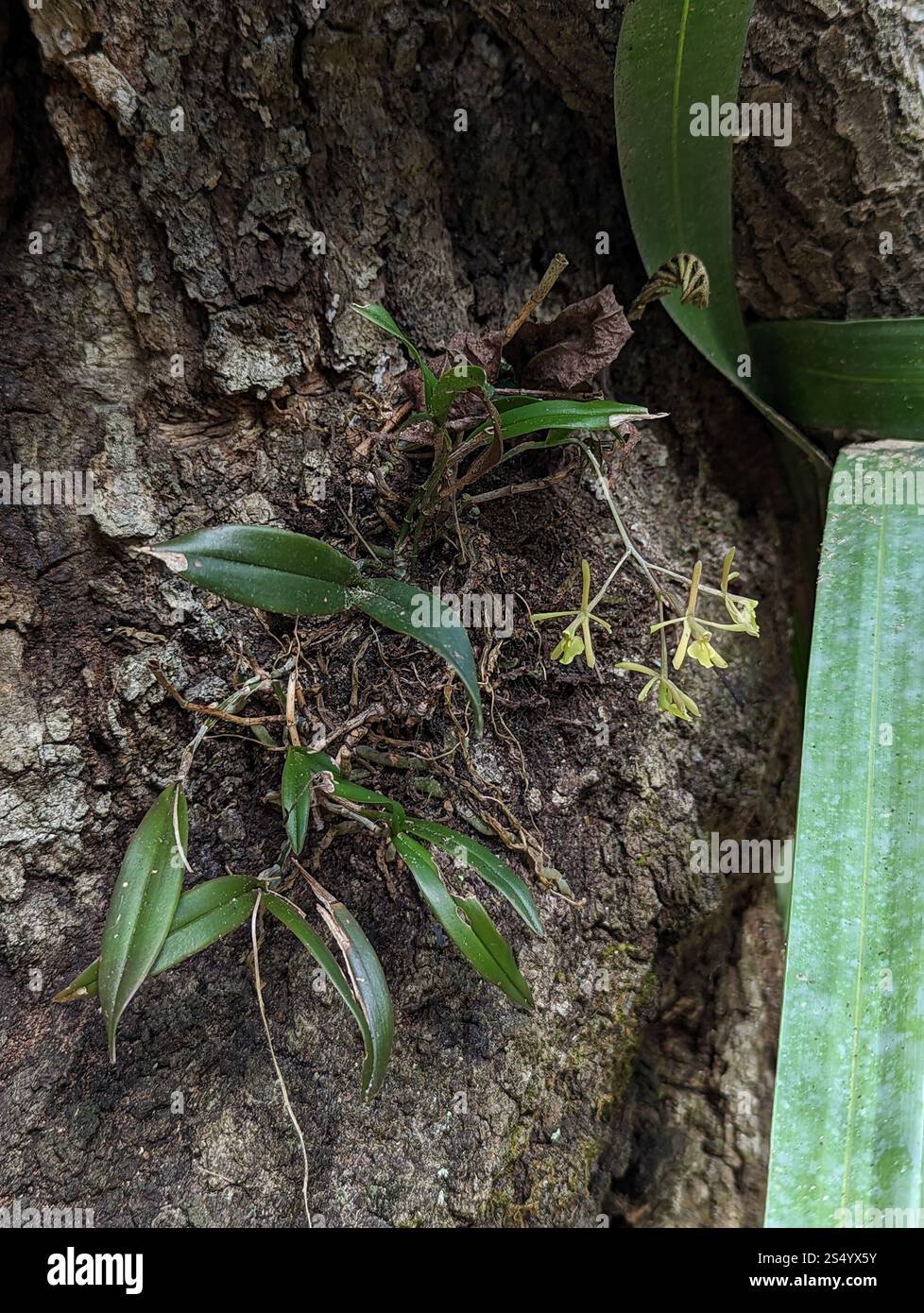Greenfly Orchid (Epidendrum conopseum Stock Photo - Alamy