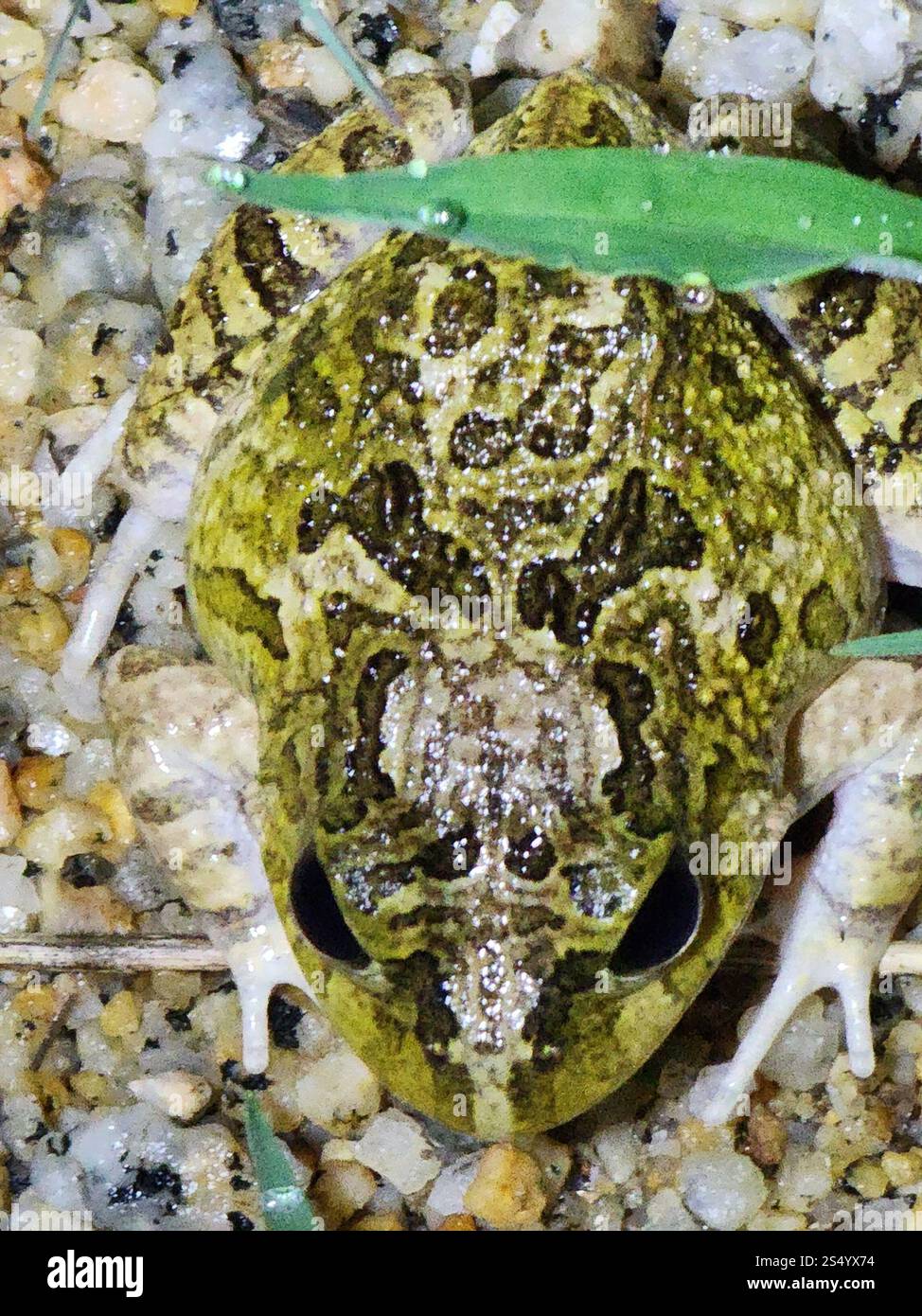 Ornate Burrowing Frog (Platyplectrum ornatum Stock Photo - Alamy