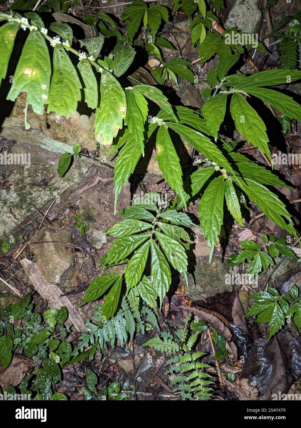 Large lineolate Elatostema (Elatostema lineolatum Stock Photo - Alamy