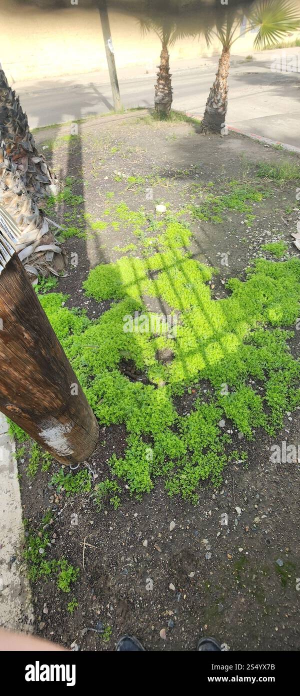 Common Cotula (Cotula australis Stock Photo - Alamy