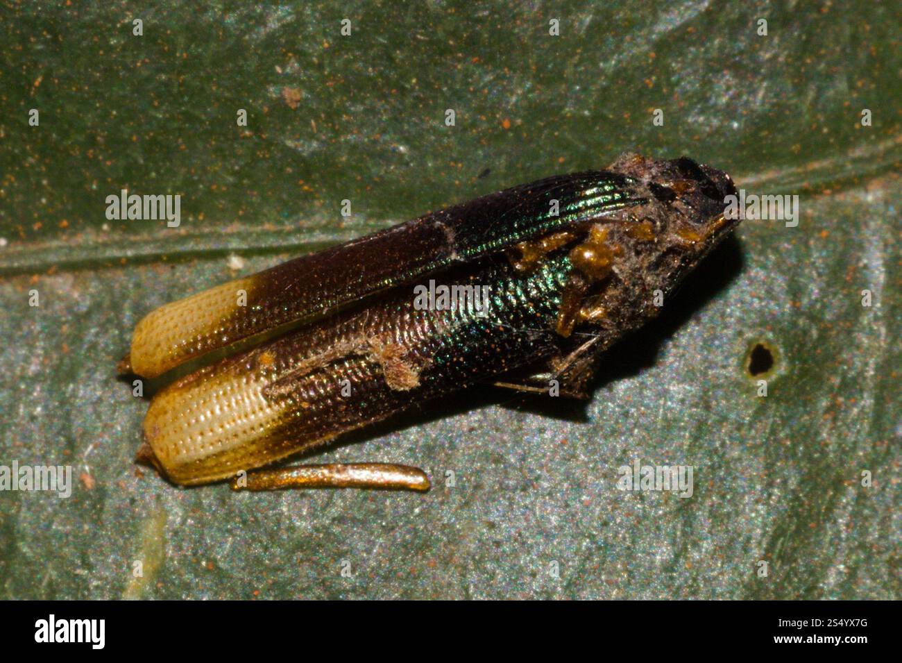 Basale hi-res stock photography and images - Alamy