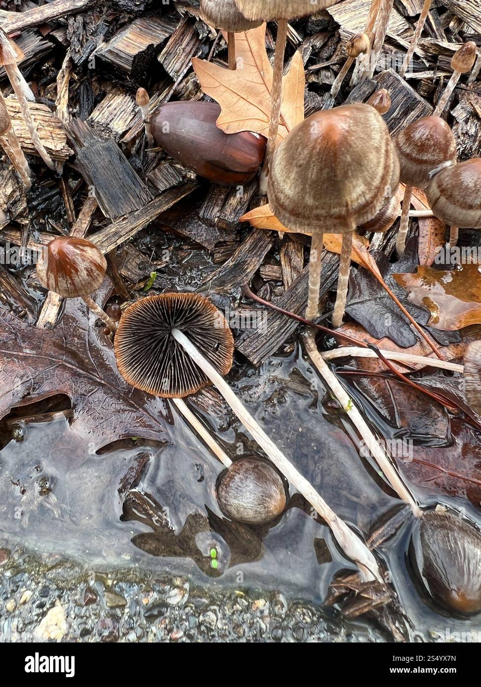 red edge brittlestem (Psathyrella corrugis Stock Photo - Alamy