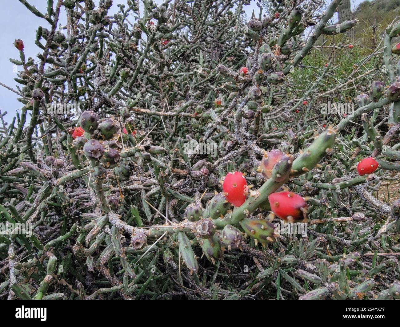 Christmas cholla (Cylindropuntia leptocaulis Stock Photo - Alamy