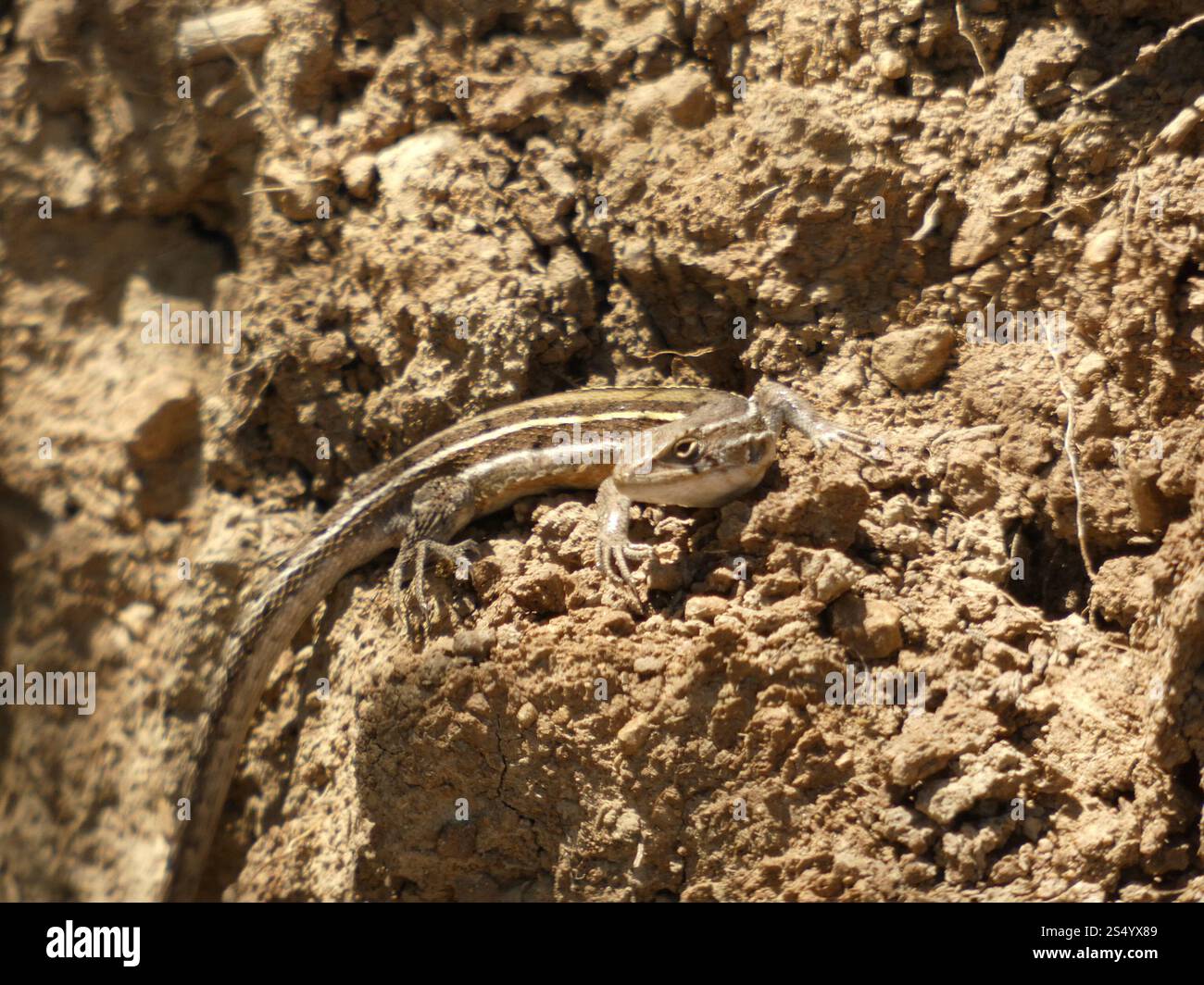 Valparaiso Smooth-throated Lizard (Liolaemus lemniscatus Stock Photo ...