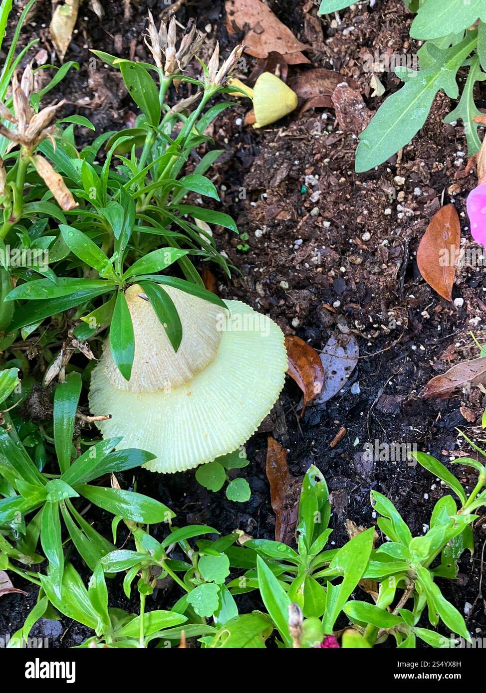 flowerpot parasol (Leucocoprinus birnbaumii Stock Photo - Alamy