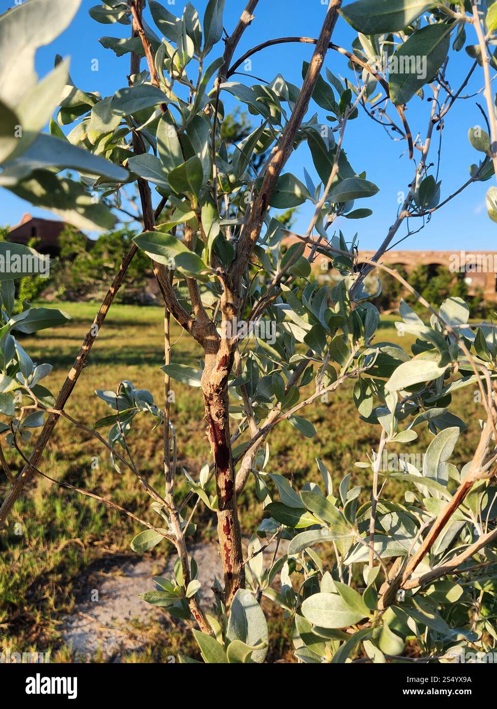 Silver Buttonwood (Conocarpus erectus sericeus Stock Photo - Alamy
