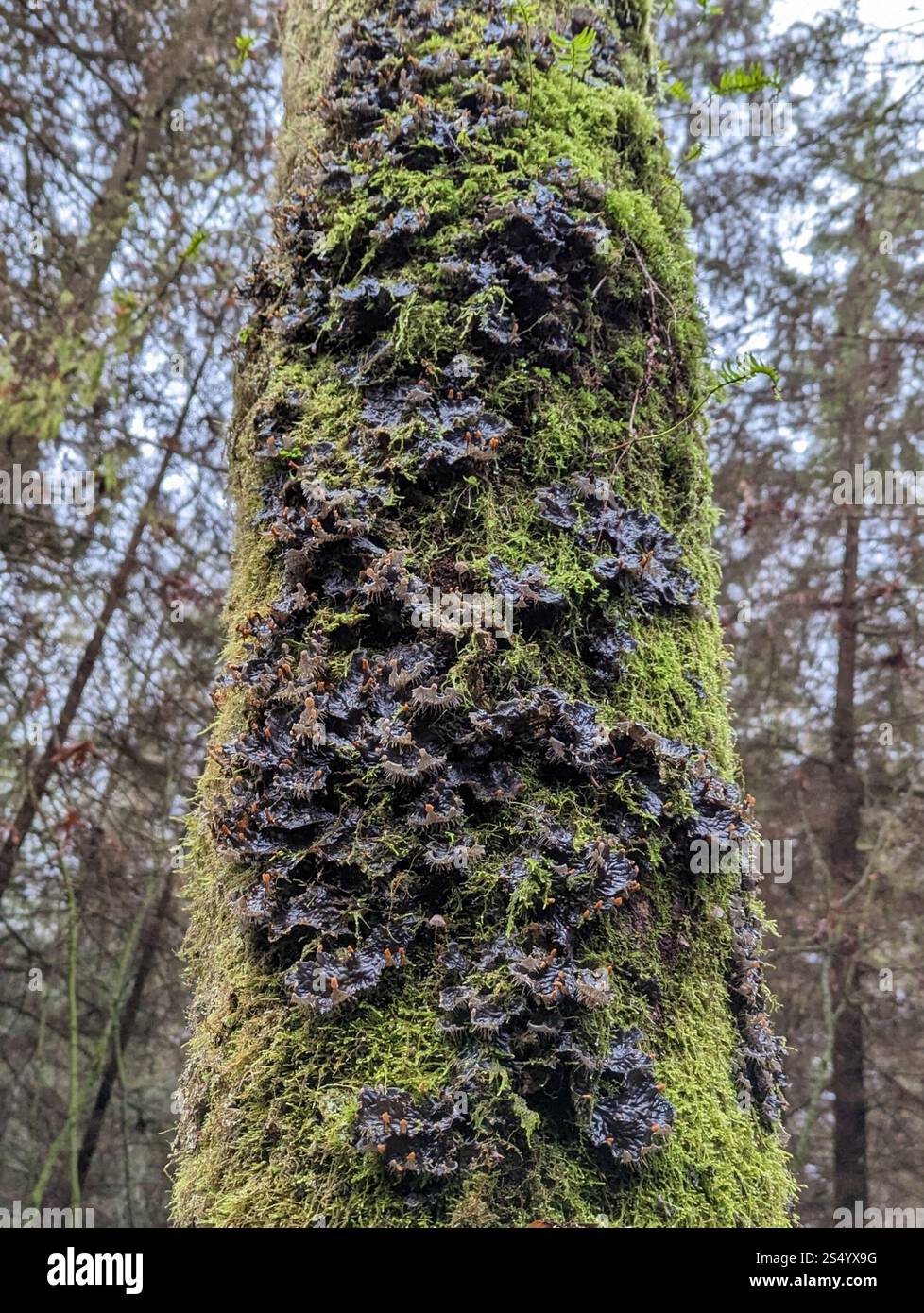 membranous pelt lichen (Peltigera membranacea Stock Photo - Alamy