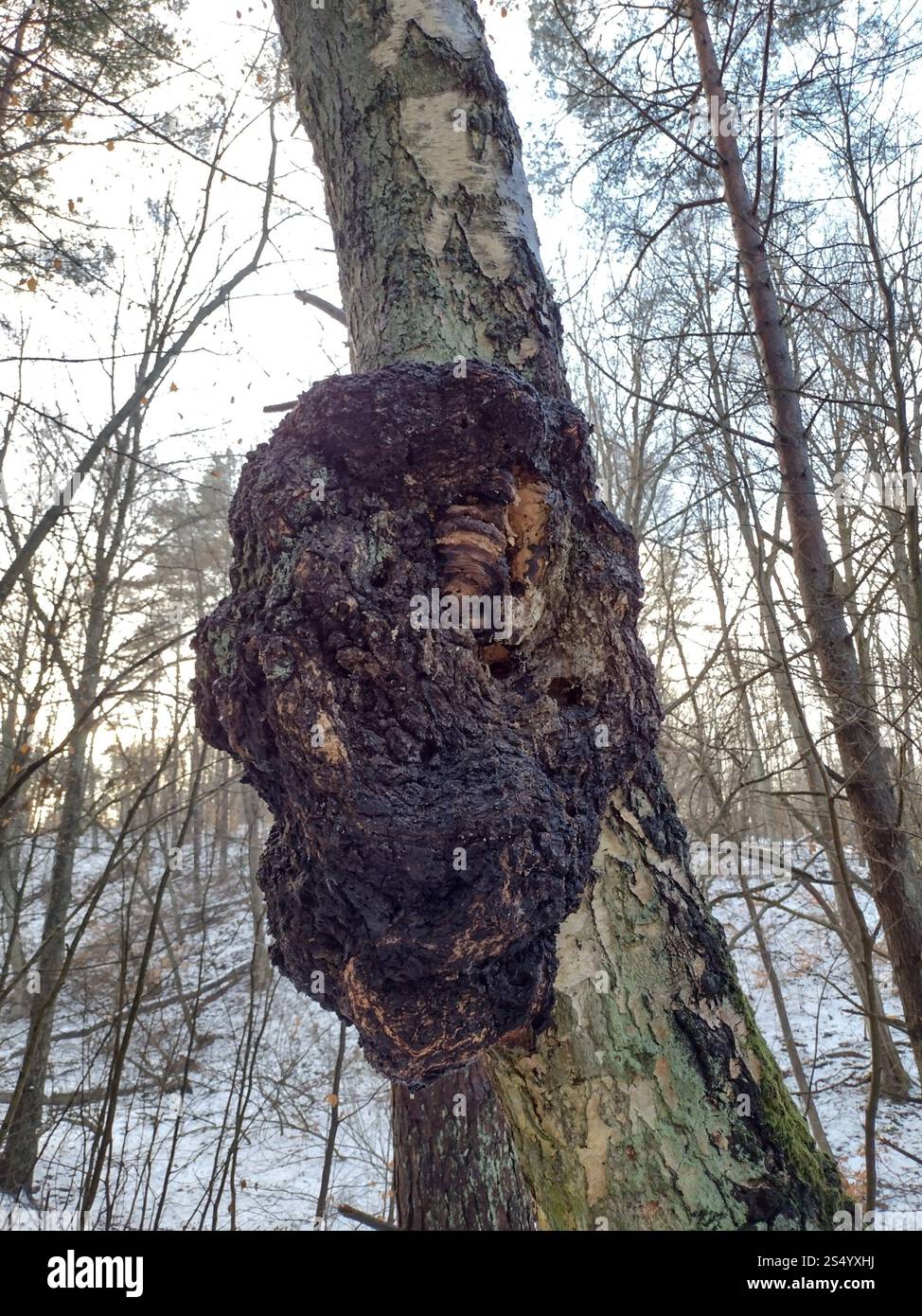 bacterial crown gall (Agrobacterium radiobacter Stock Photo - Alamy