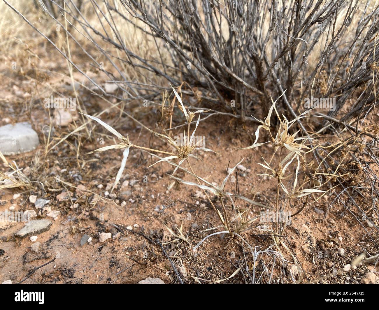 False Buffalograss (Munroa squarrosa Stock Photo - Alamy