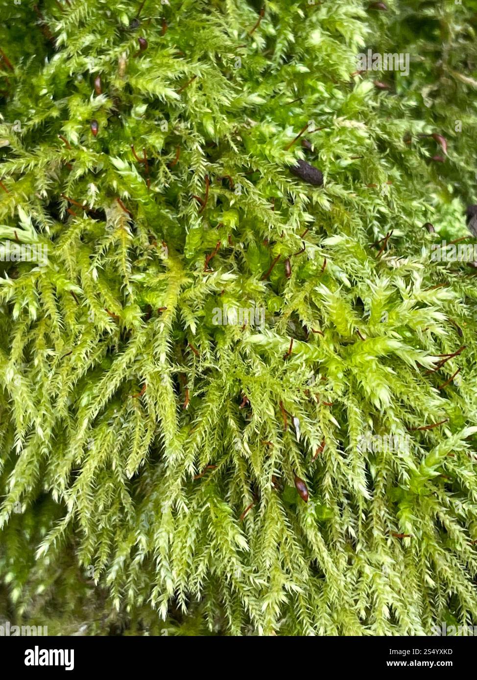 Rough-stalked Feather-moss (Brachythecium rutabulum Stock Photo - Alamy