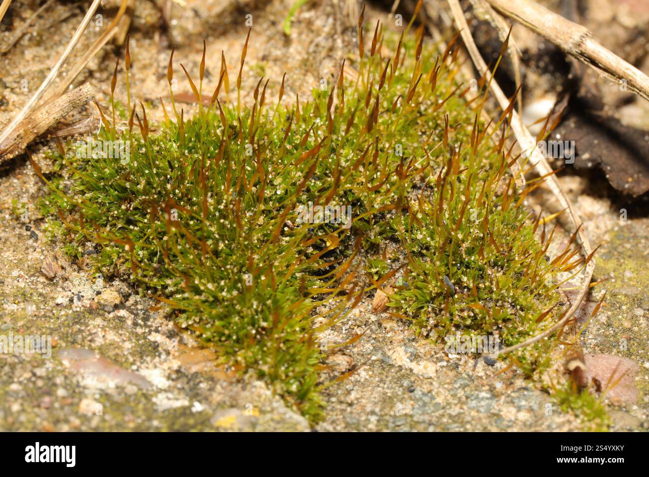 Wall Screw-moss (Tortula muralis Stock Photo - Alamy