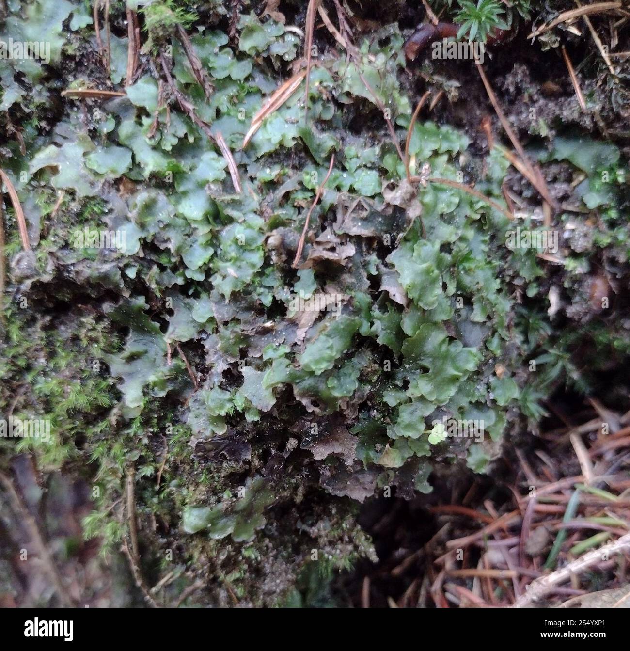 common pellia (Pellia epiphylla Stock Photo - Alamy