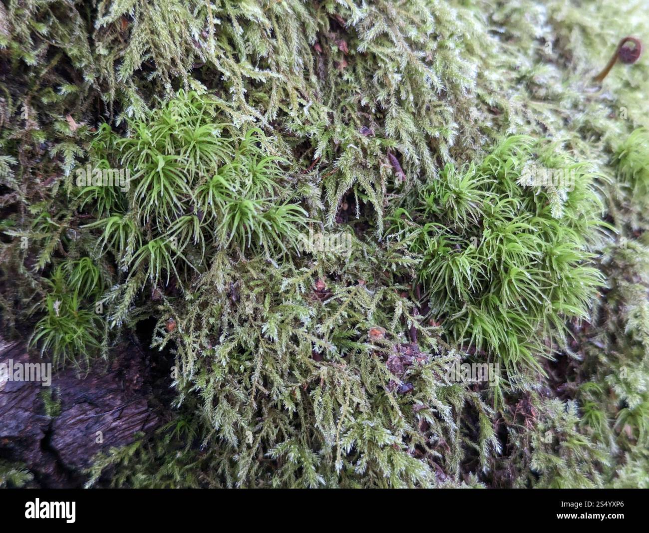 Fragile Fork-moss (Dicranum tauricum Stock Photo - Alamy