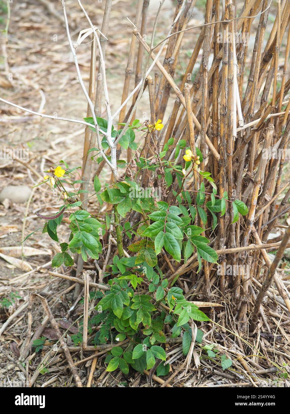 Coffee Senna (Senna occidentalis Stock Photo - Alamy
