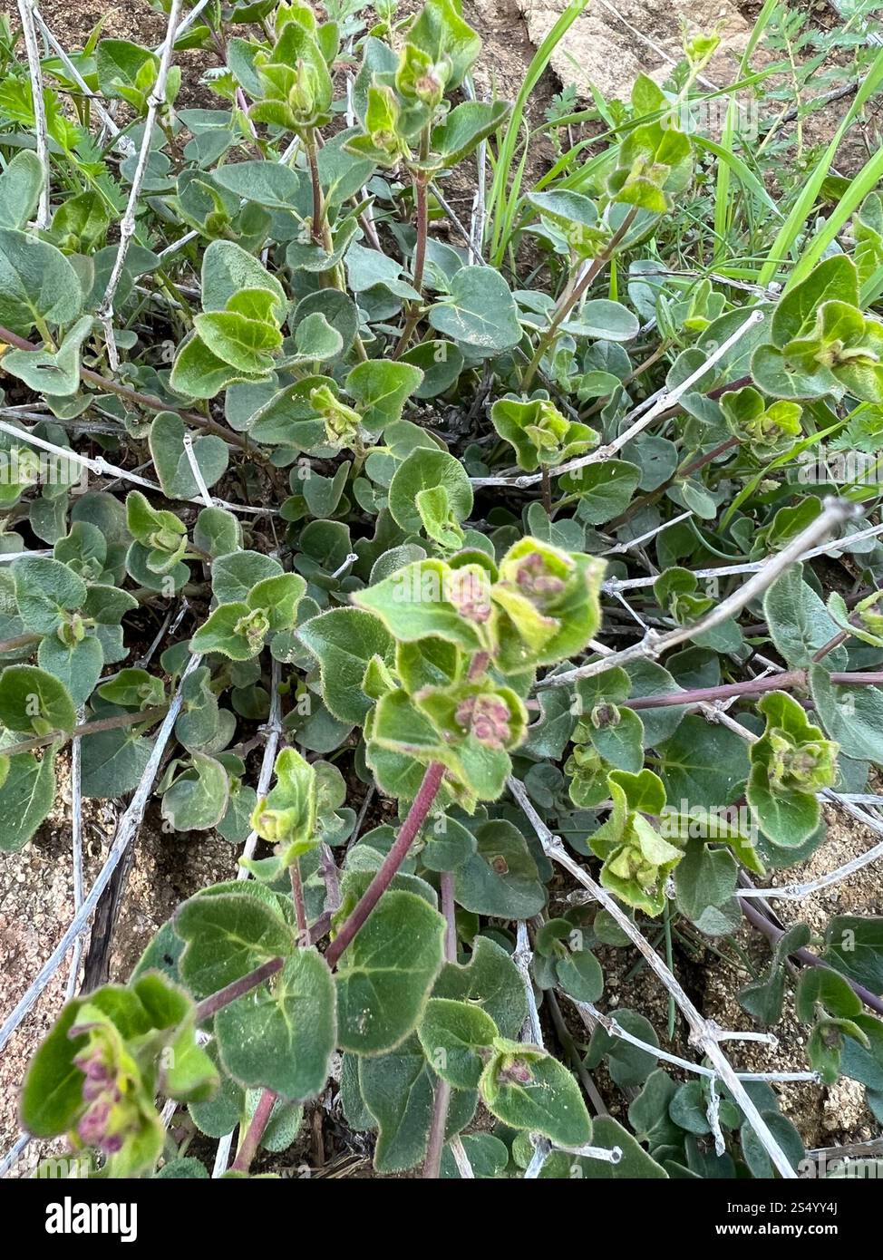 Wishbone Bush (Mirabilis laevis Stock Photo - Alamy