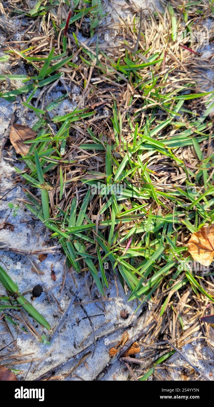 Saint Augustine grass (Stenotaphrum secundatum Stock Photo - Alamy