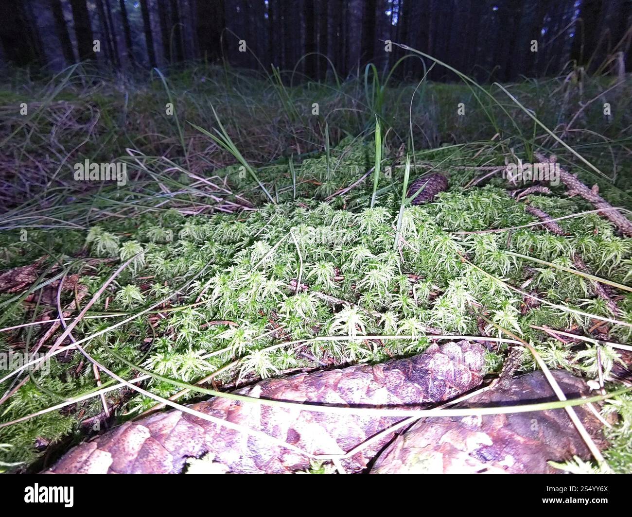 Sphagnum mosses (Sphagnum Stock Photo - Alamy