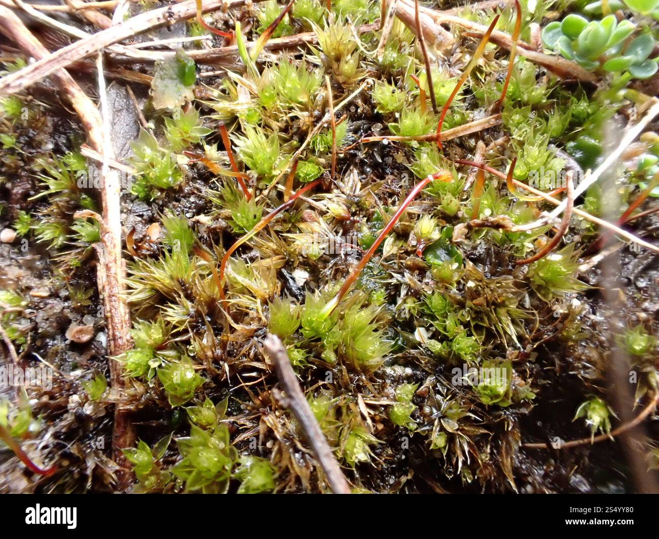 Tufted Thread-moss (Ptychostomum imbricatulum Stock Photo - Alamy