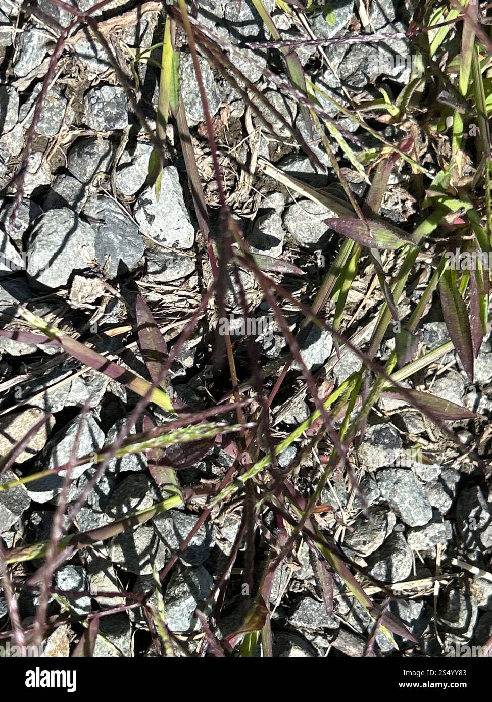 Hairy Crabgrass (Digitaria sanguinalis Stock Photo - Alamy