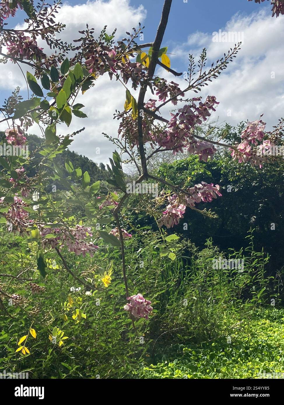 Fence Post Tree (Gliricidia sepium Stock Photo - Alamy