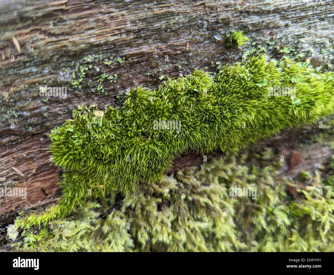 Fragile Fork-moss (Dicranum tauricum Stock Photo - Alamy