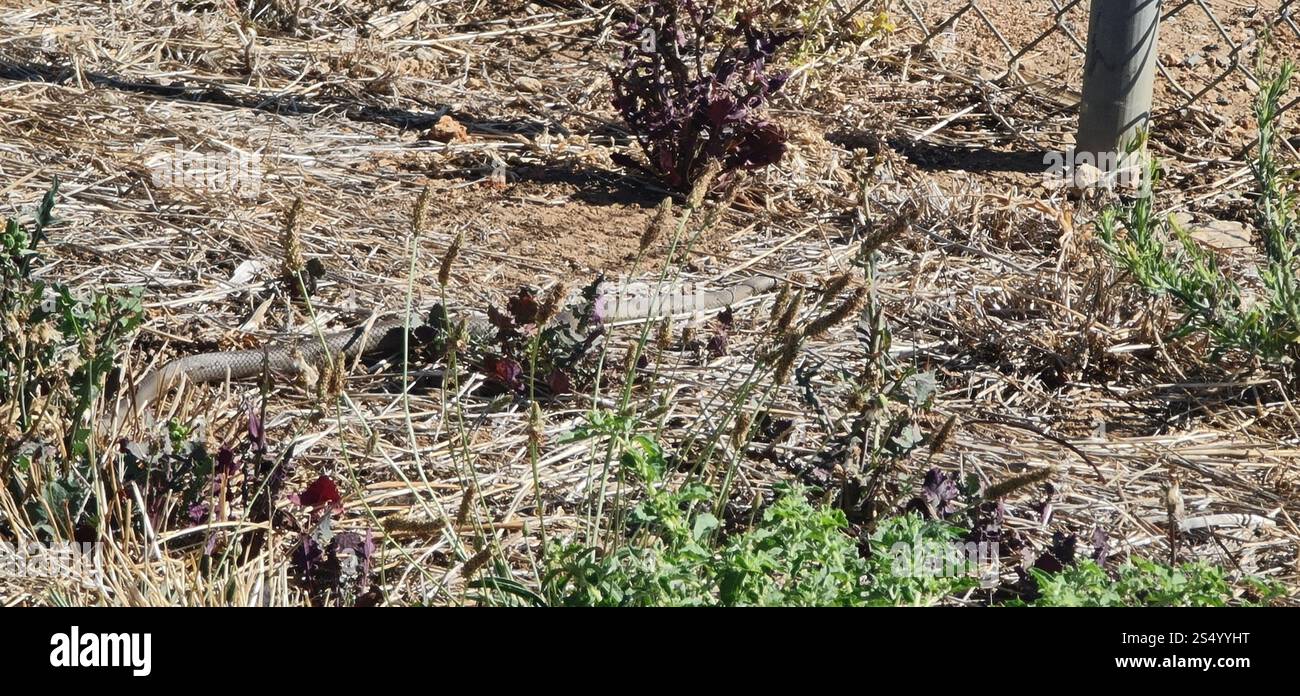 Eastern Brown Snake (Pseudonaja textilis Stock Photo - Alamy
