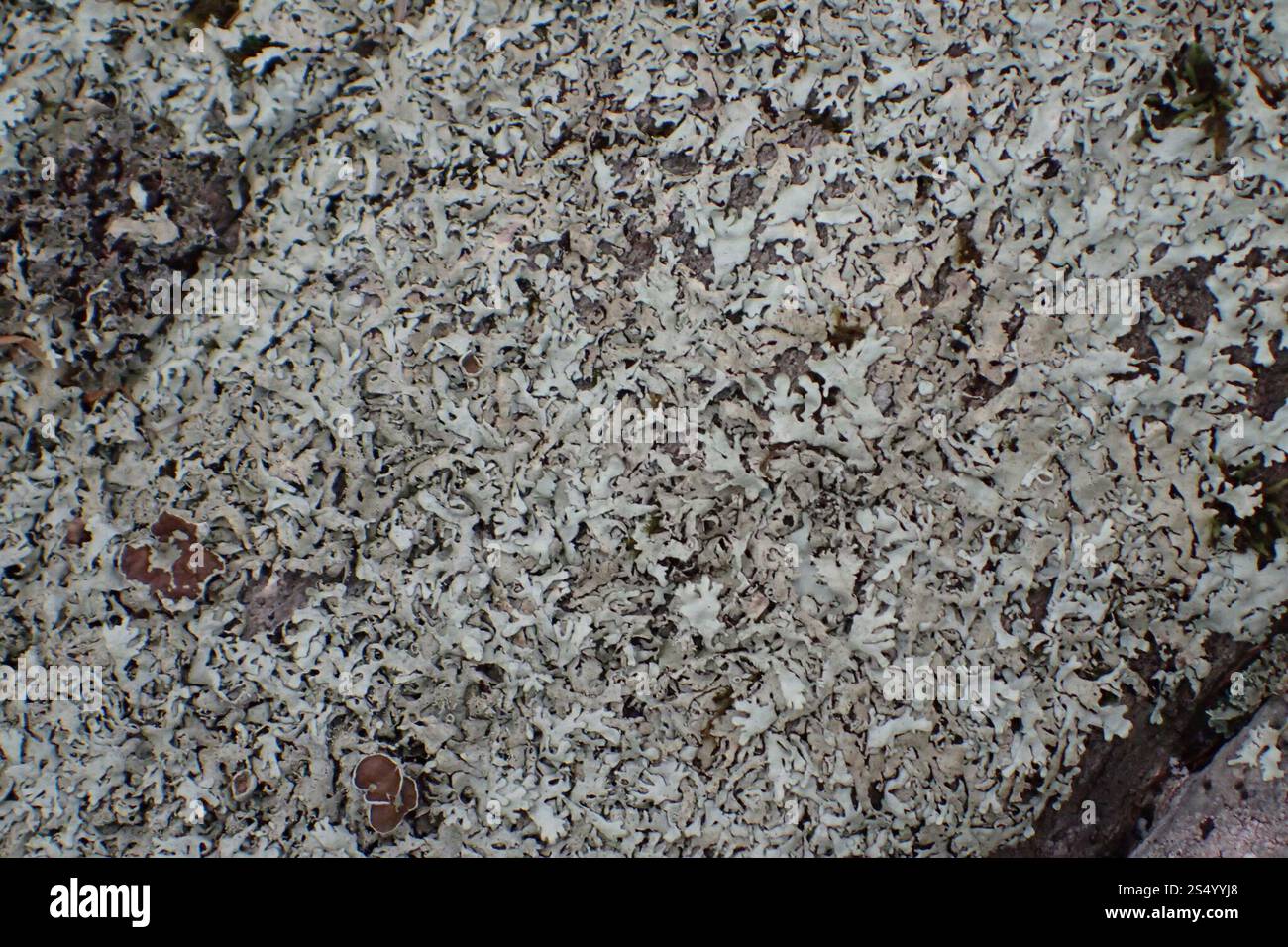 rock shield lichens (Xanthoparmelia Stock Photo - Alamy
