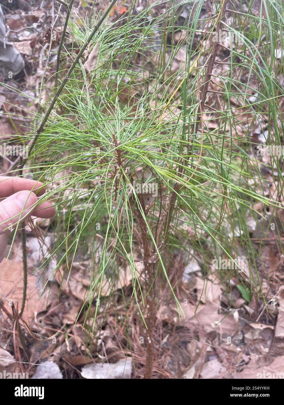 loblolly pine (Pinus taeda Stock Photo - Alamy