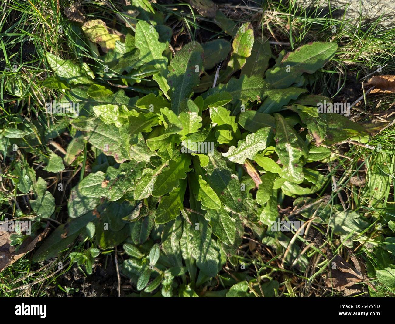 Common Cat's-ear (Hypochaeris radicata Stock Photo - Alamy
