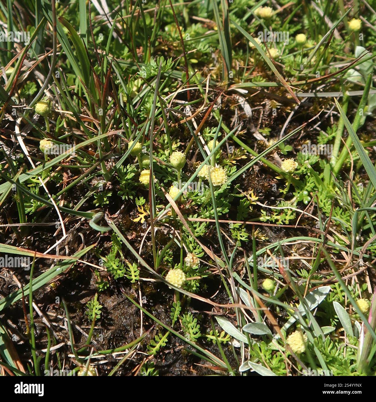 miniature brass-buttons (Leptinella Stock Photo - Alamy