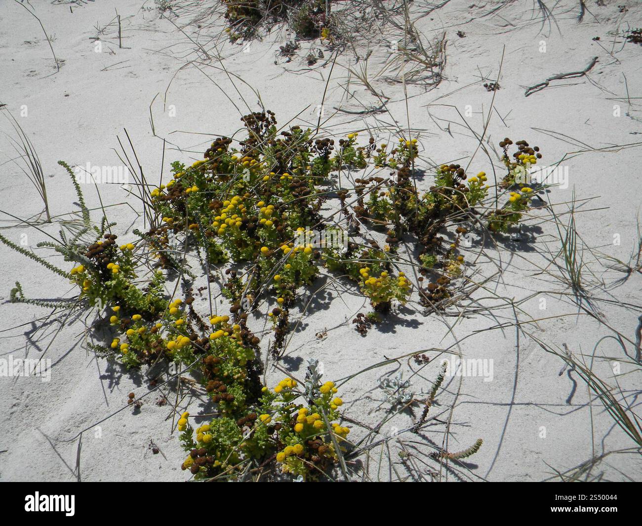 Beach Stinkweed (Oncosiphon sabulosus Stock Photo - Alamy