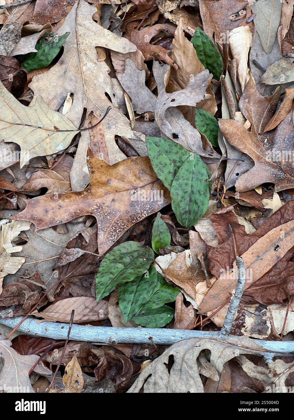 crane-fly orchid (Tipularia discolor Stock Photo - Alamy