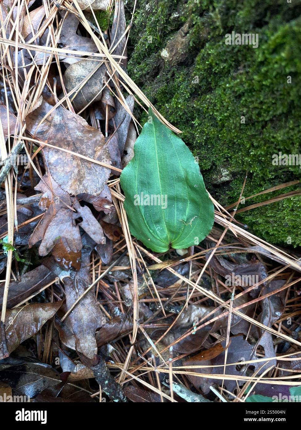 crane-fly orchid (Tipularia discolor Stock Photo - Alamy