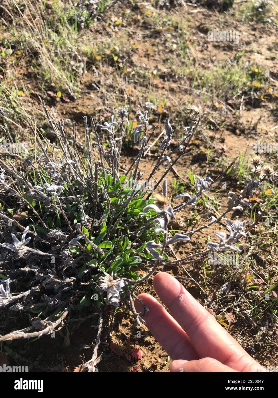 sessileflower false goldenaster (Heterotheca sessiliflora Stock Photo ...