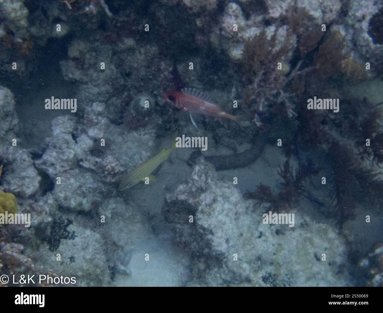 Longspine Squirrelfish (Holocentrus rufus Stock Photo - Alamy