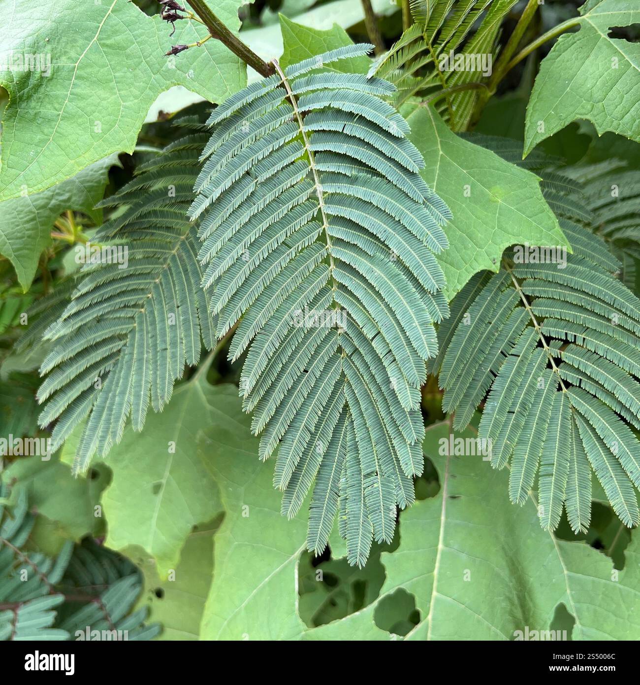 tree calliandra (Calliandra houstoniana Stock Photo - Alamy