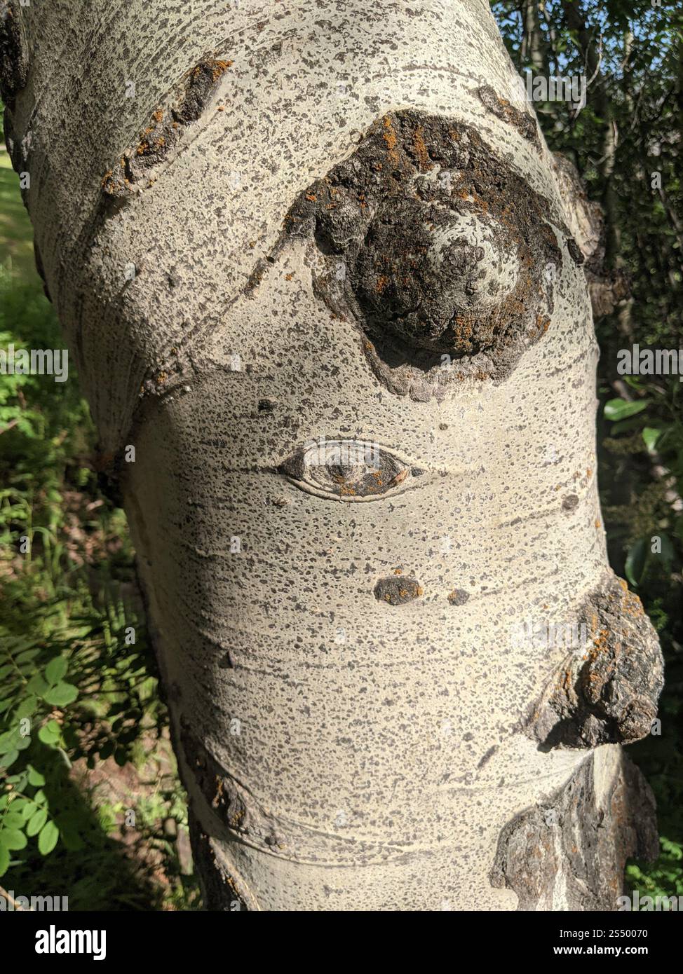quaking aspen (Populus tremuloides Stock Photo - Alamy