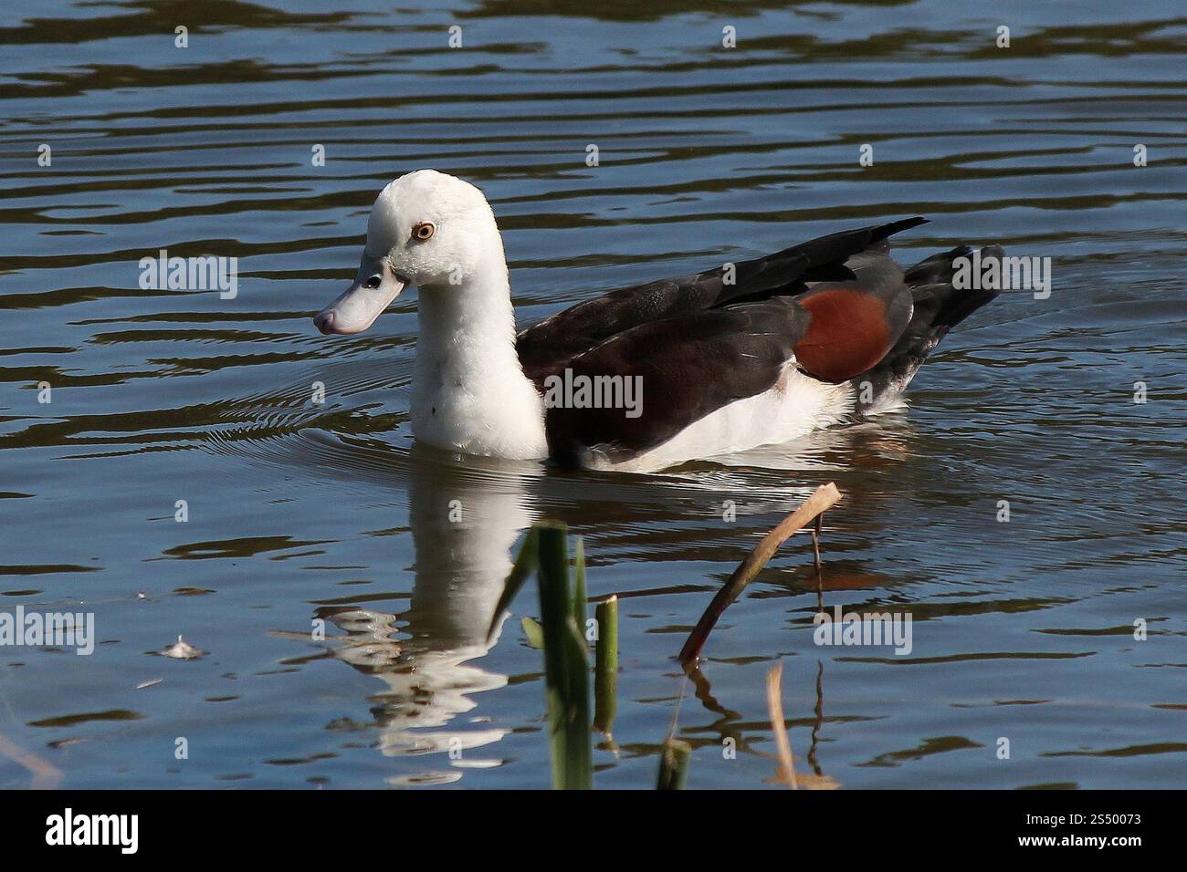 Radjah Shelduck (Radjah radjah Stock Photo - Alamy