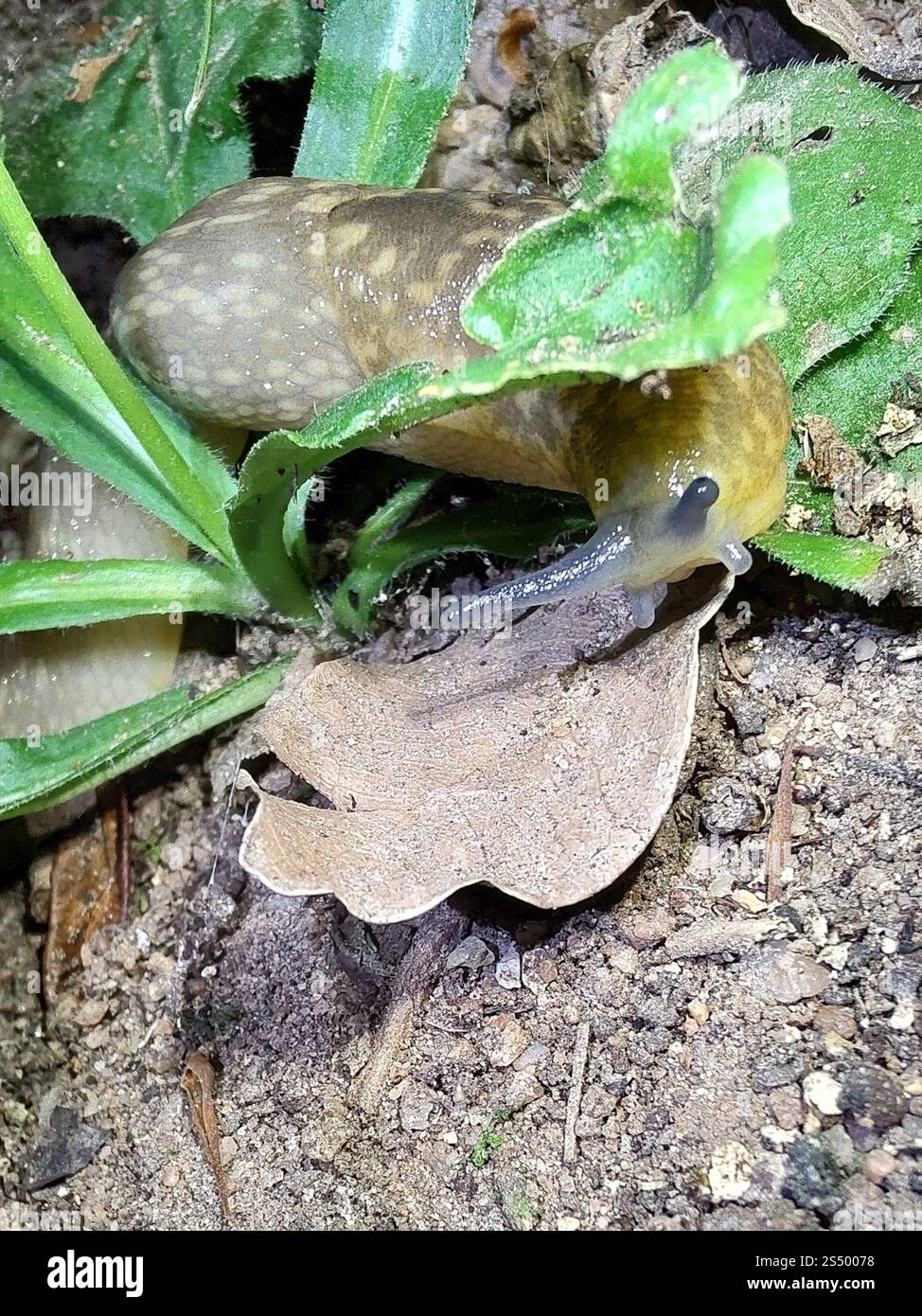 Yellow Cellar Slug (Limacus flavus Stock Photo - Alamy