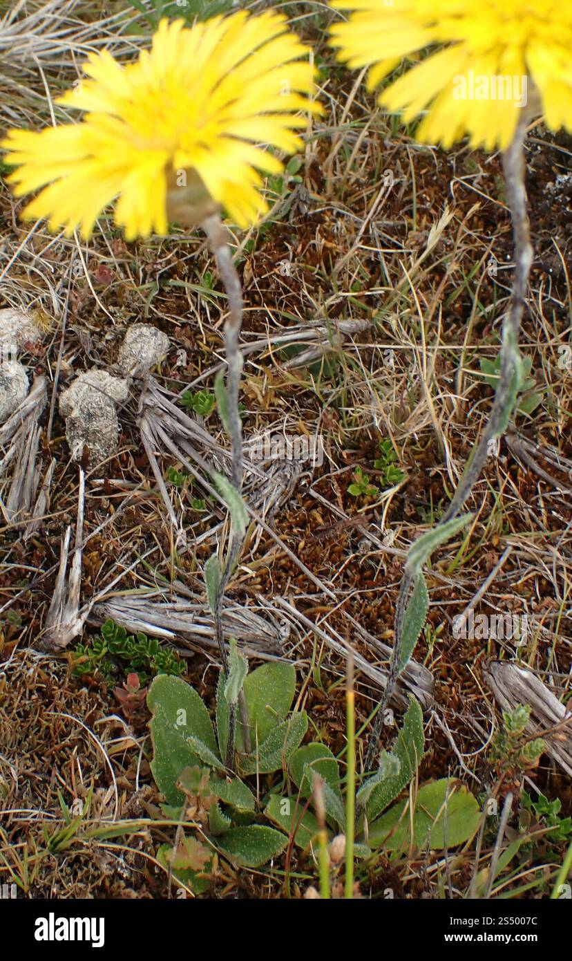 Podolepis hi-res stock photography and images - Alamy