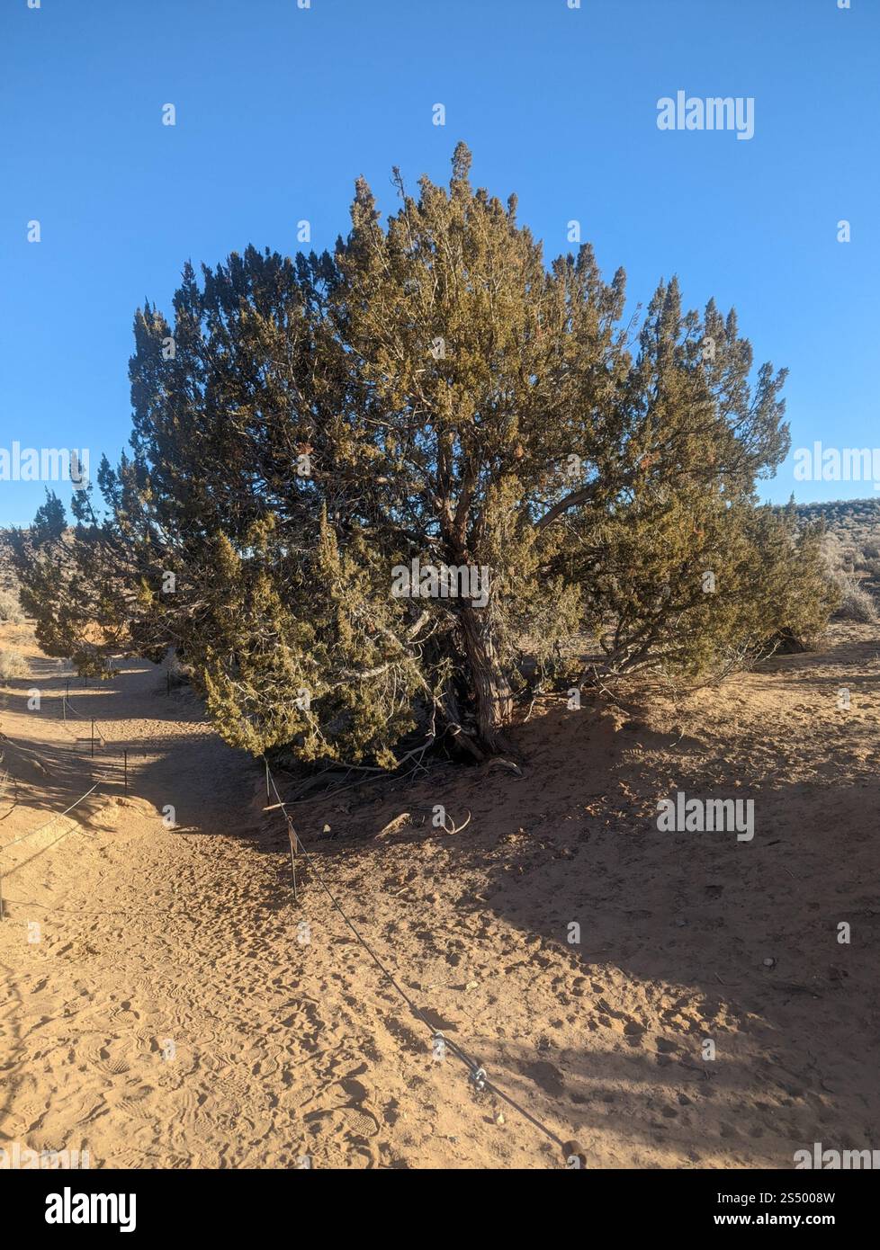 One-seed Juniper (Juniperus monosperma Stock Photo - Alamy