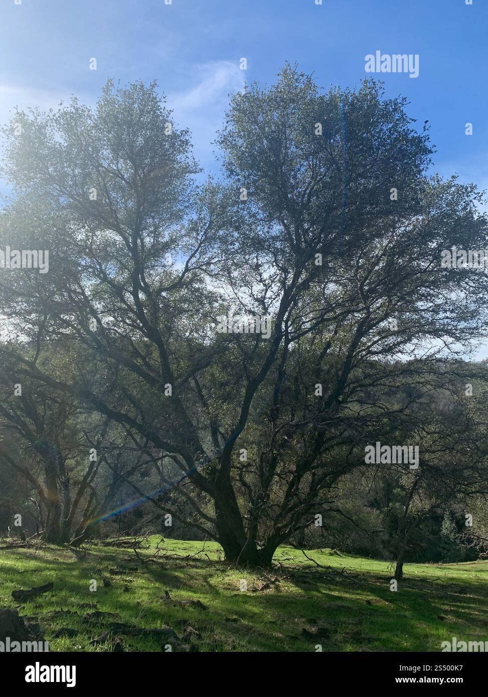 interior live oak (Quercus wislizeni Stock Photo - Alamy