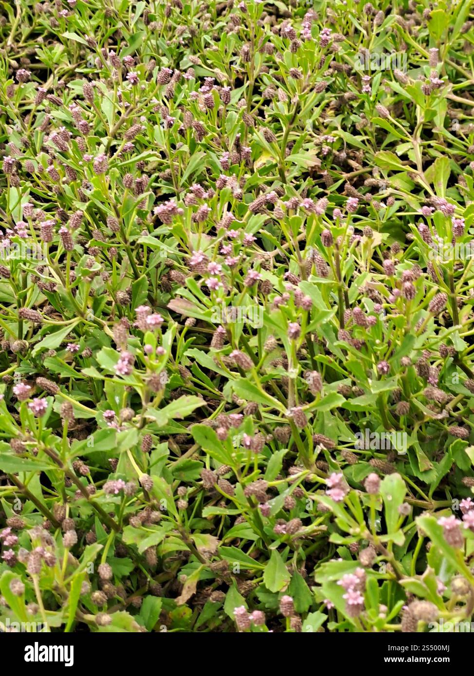 turkey tangle frogfruit (Phyla nodiflora Stock Photo - Alamy