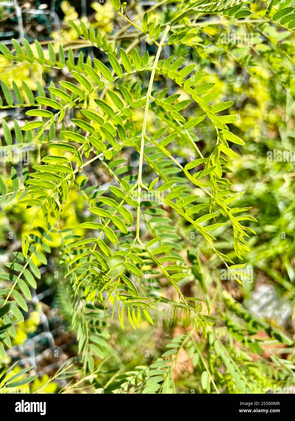 White leadtree (Leucaena leucocephala Stock Photo - Alamy