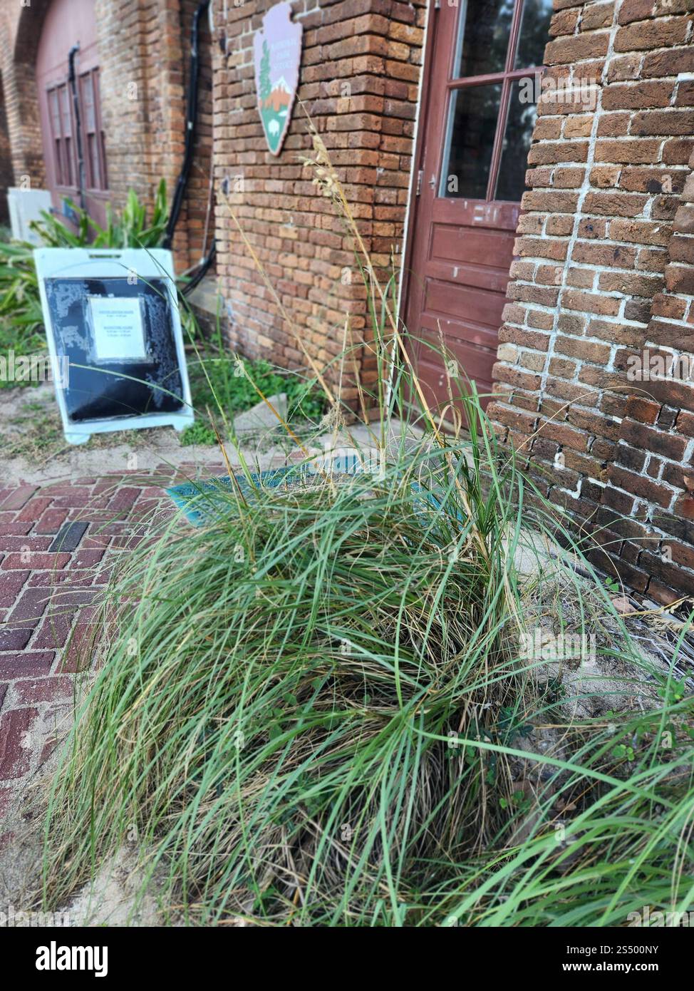 sea oats (Uniola paniculata Stock Photo - Alamy