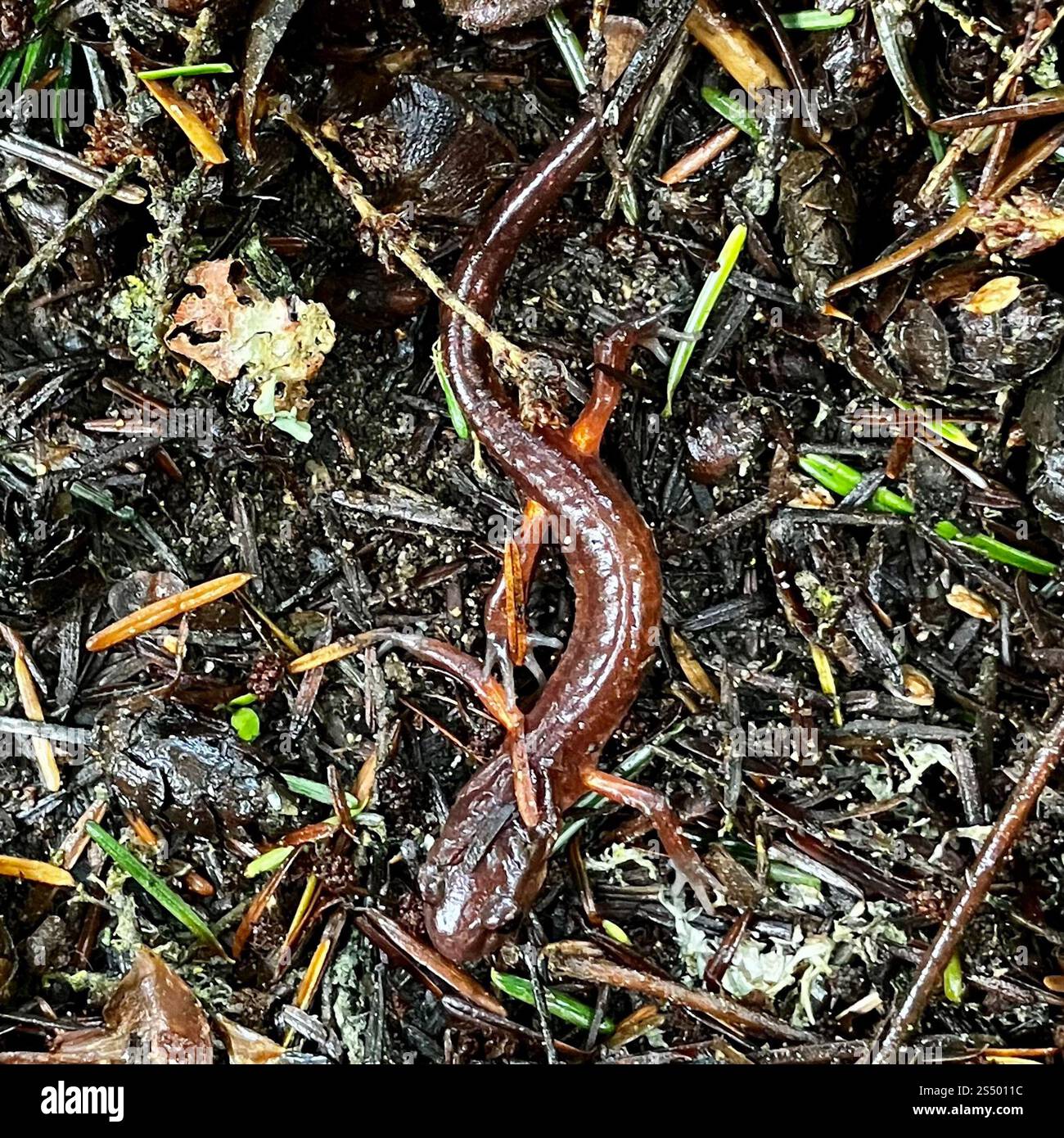 Ensatina eschscholtzii oregonensis hi-res stock photography and images ...