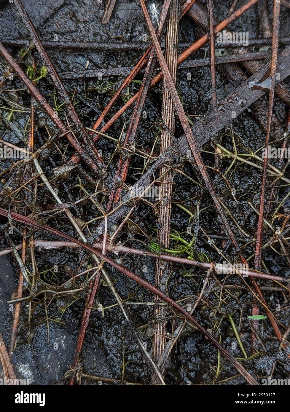 Purple Bladderwort (Utricularia purpurea Stock Photo - Alamy