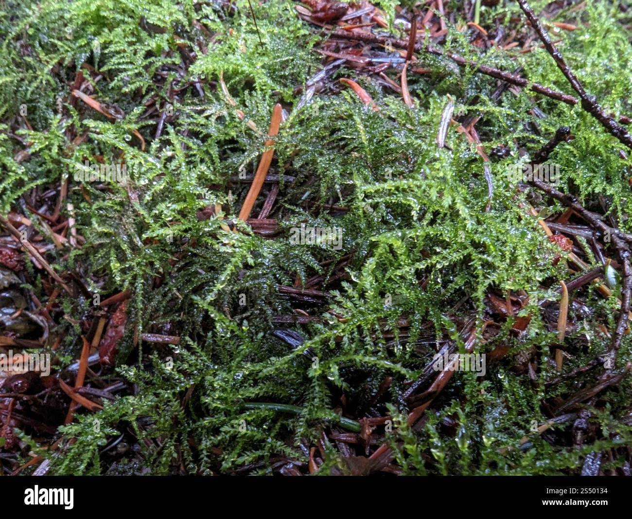 Common Feather-moss (Kindbergia praelonga Stock Photo - Alamy