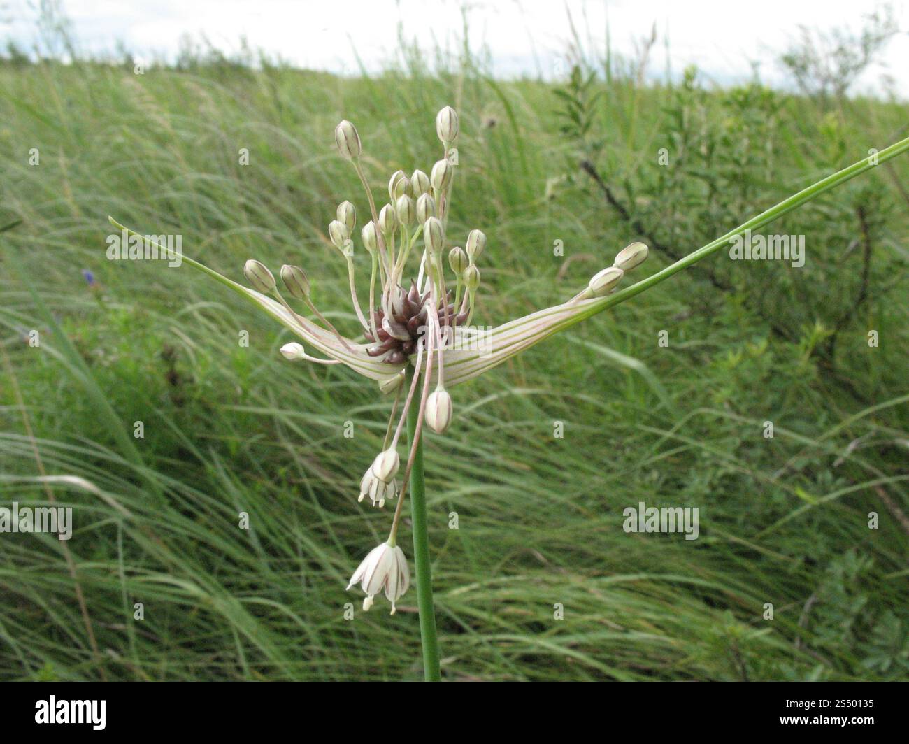 field garlic (Allium oleraceum Stock Photo - Alamy